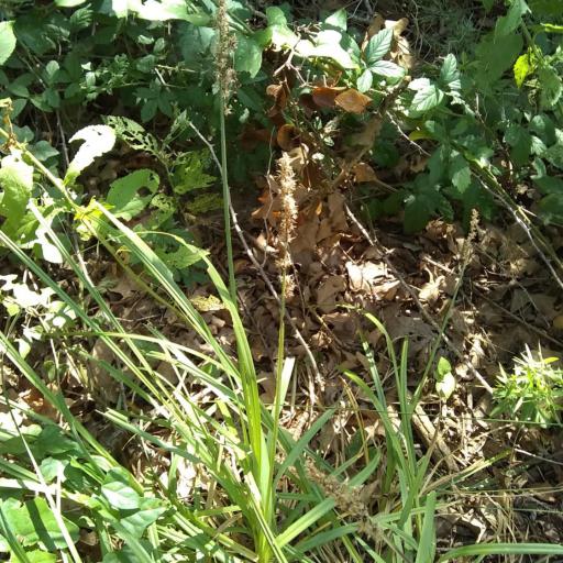 Raven-Foot Sedge (Carex Crus-corvi) Plant Care & How to Grow, Water