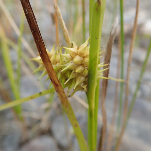 Northeastern Sedge (Carex Cryptolepis) Plant Care & How to Grow, Water