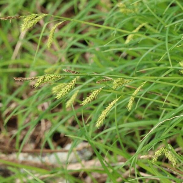 Carex Augustinowiczii Clade (Carex Curvicollis) Plant Care & How to ...
