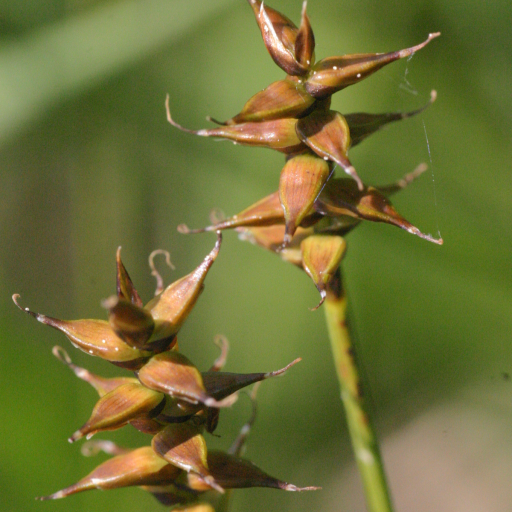 Davall's Sedge (Carex Davalliana) Plant Care & How to Grow, Water