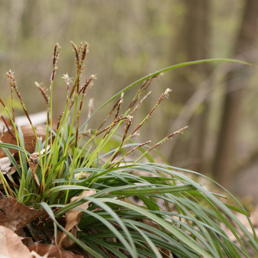 Fingered Sedge (Carex Digitata) Plant Care & How to Grow, Water
