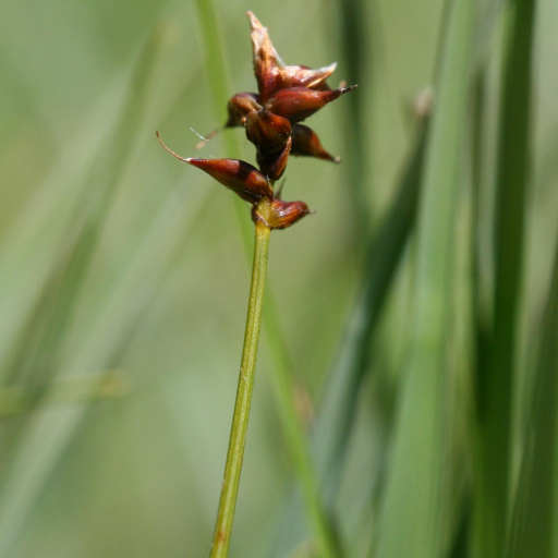 Dioecious Sedge (Carex Dioica) Plant Care & How to Grow, Water