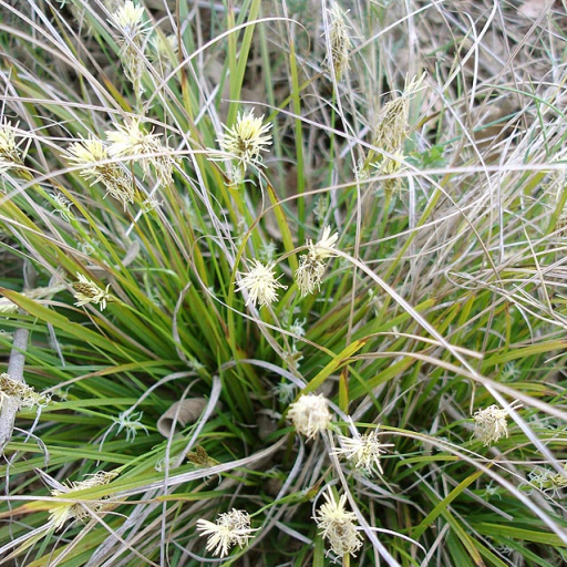 Curved-Utricle Sedge (Carex Dispalata) Plant Care & How to Grow, Water