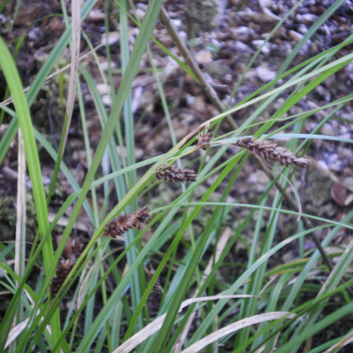 Purei (Carex Dissita) Plant Care & How to Grow, Water