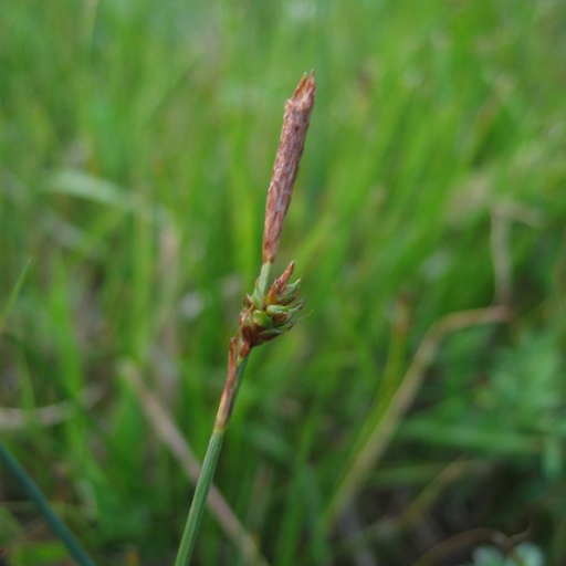 Distant Sedge (Carex Distans) Plant Care & How to Grow, Water