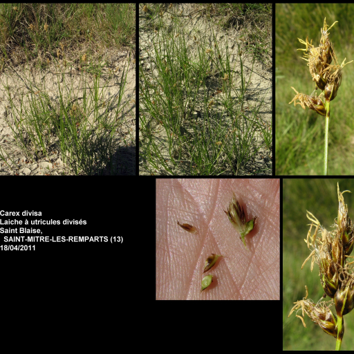 Divided Sedge (Carex Divisa) Plant Care & How to Grow, Water