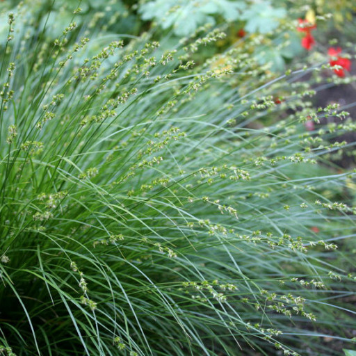Grey Sedge (Carex Divulsa) Plant Care & How to Grow, Water