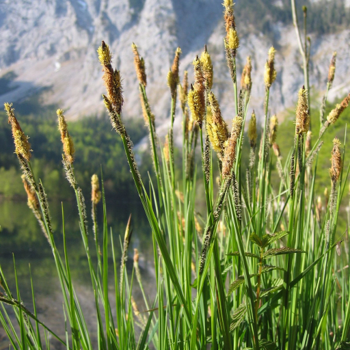 Tufted Sedge (Carex Elata) Plant Care & How to Grow, Water