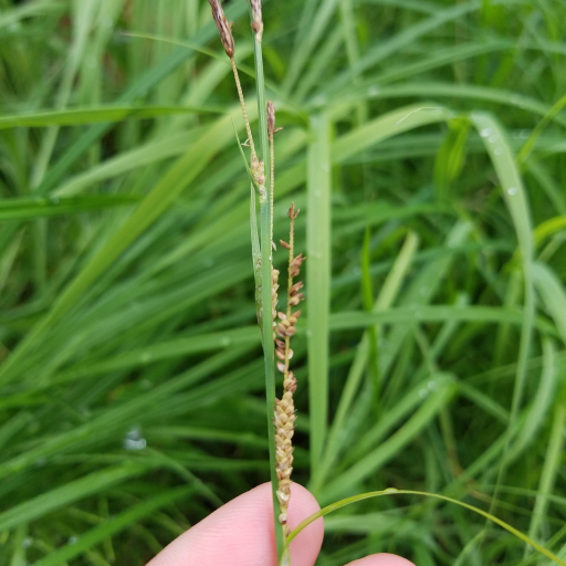 Emory's Sedge (Carex Emoryi) Plant Care & How to Grow, Water