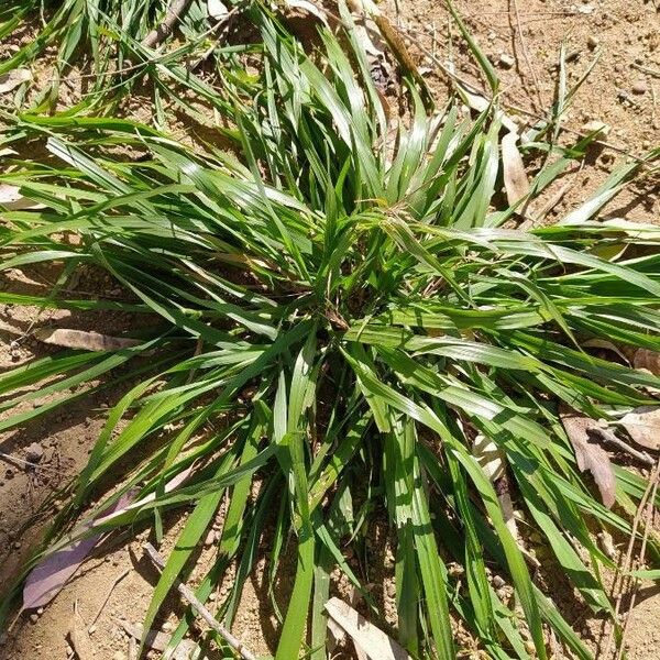 Rust-Coloured Sedge (Carex Ferruginea) Plant Care & How to Grow, Water
