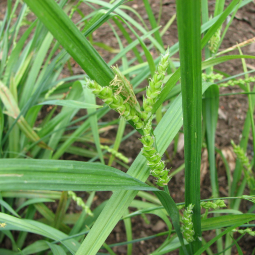 Thin-Fruit Sedge (Carex Flaccosperma) Plant Care & How to Grow, Water