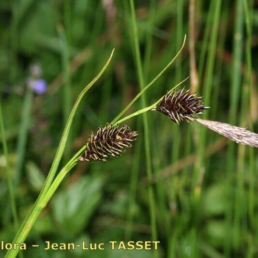 Ice Sedge (Carex Frigida) Care Guide: Water, Soil & Propagation - Plantiary