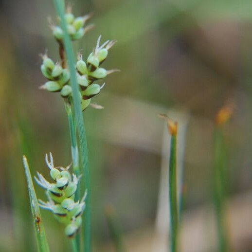 Elk Sedge (Carex Garberi) Plant Care & How to Grow, Water