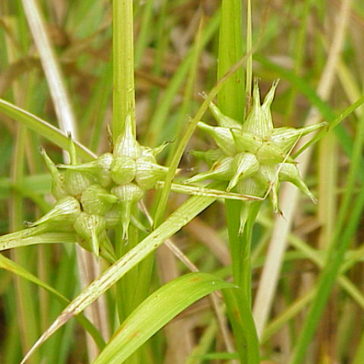 Asa Gray's Sedge (Carex Grayi) Plant Care & How to Grow, Water