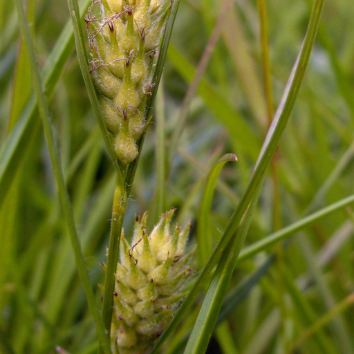 Hammer Sedge (Carex Hirta) Plant Care & How to Grow, Water