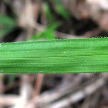 Pubescent Sedge (Carex Hirtifolia) Plant Care & How to Grow, Water