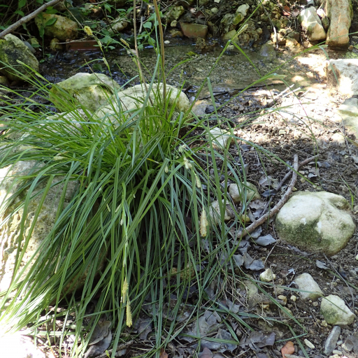 Hispid Sedge (Carex Hispida) Plant Care & How to Grow, Water