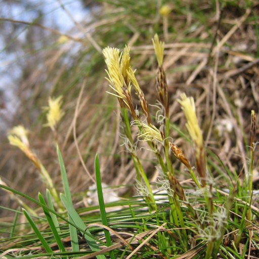 Dwarf Sedge (Carex Humilis) Plant Care & How to Grow, Water