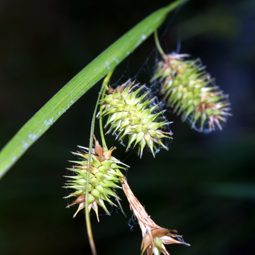 Porcupine Sedge (Carex Hystericina) Care Guide: Water, Soil ...