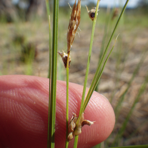 Long-Stolon Sedge (Carex Inops) Plant Care & How to Grow, Water
