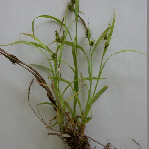 East Asian Sedge (Carex Japonica) Plant Care & How to Grow, Water