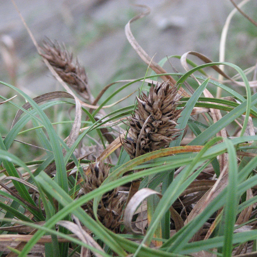 Japanese Sedge (Carex Kobomugi) Plant Care & How to Grow, Water