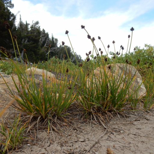Arctic Hare's-Foot Sedge (Carex Lachenalii) Plant Care & How to Grow, Water