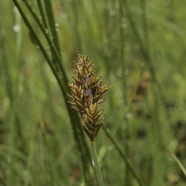 Smooth-stemmed Sedge (Carex Laeviculmis) Plant Care & How to Grow, Water