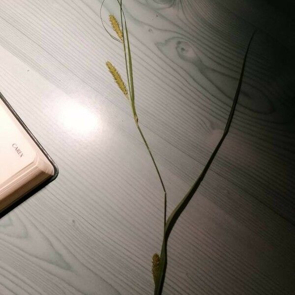 Smooth-stalked Sedge (Carex Laevigata) Plant Care & How to Grow, Water