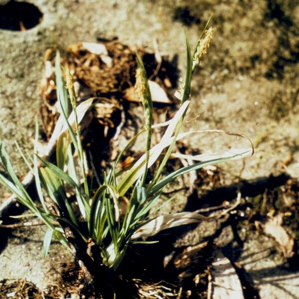 Broad Loose-Flower Sedge (Carex Laxiflora) Plant Care & How to Grow, Water