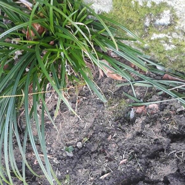 Grassland Sedge (Carex Leersii) Plant Care & How to Grow, Water