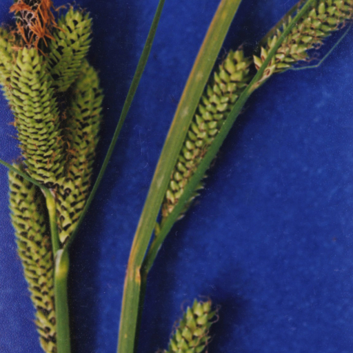 Lakeshore Sedge (Carex Lenticularis) Plant Care & How to Grow, Water