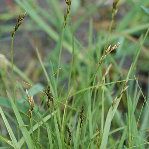 Oval Sedge (Carex Leporina) Plant Care & How to Grow, Water