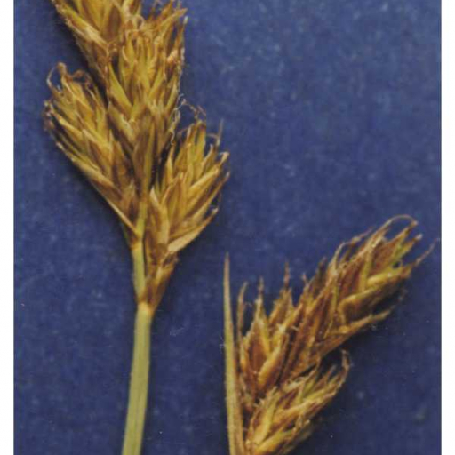 Sierran Hare Sedge (Carex Leporinella) Plant Care & How to Grow, Water