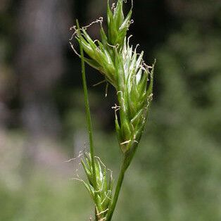 Taper-Fruit Short-Scale Sedge (Carex Leptopoda) Care Guide: Water, Soil ...
