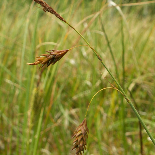 Mud Sedge (Carex Limosa) Plant Care & How to Grow, Water
