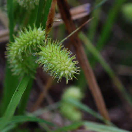 Shallow Sedge (Carex Lurida) Plant Care & How to Grow, Water