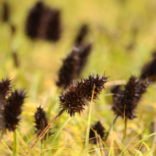 Large-head Sedge (Carex Macrocephala) Plant Care & How to Grow, Water