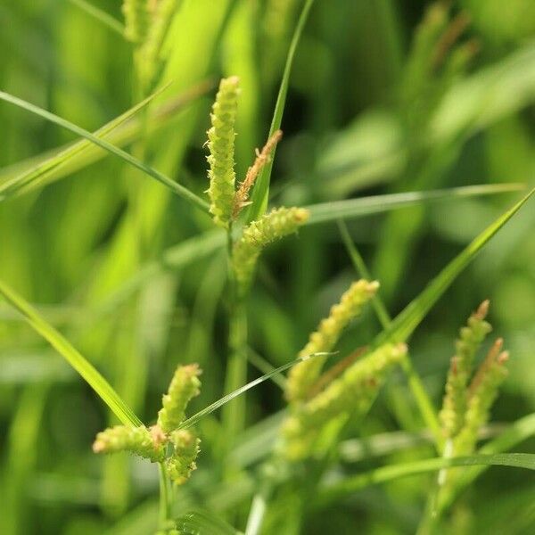 Maculate Sedge (Carex Maculata) Plant Care & How to Grow, Water