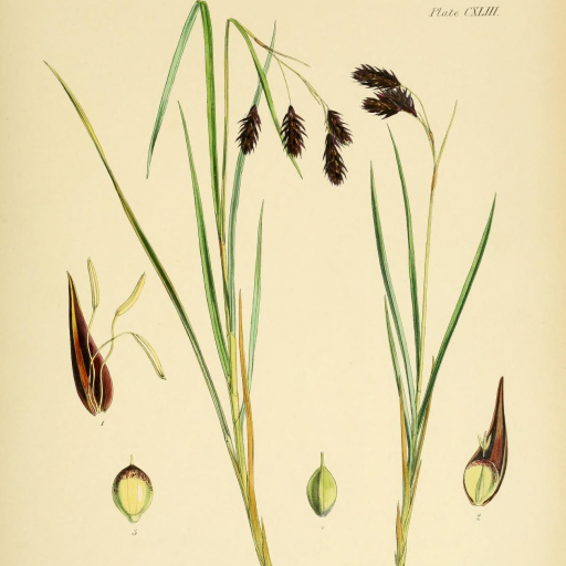 Tall Bog Sedge (Carex Magellanica) Care Guide: Water, Soil ...