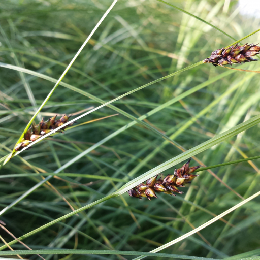 Anubias Barteri Plant Care & How to Grow, Water