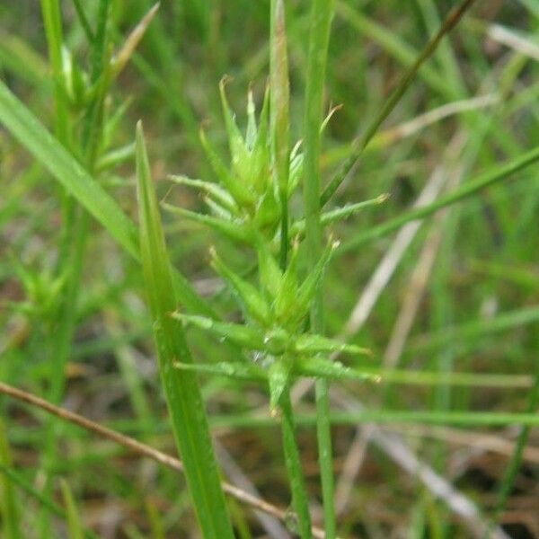 Michaux's Sedge (Carex Michauxiana) Plant Care & How to Grow, Water