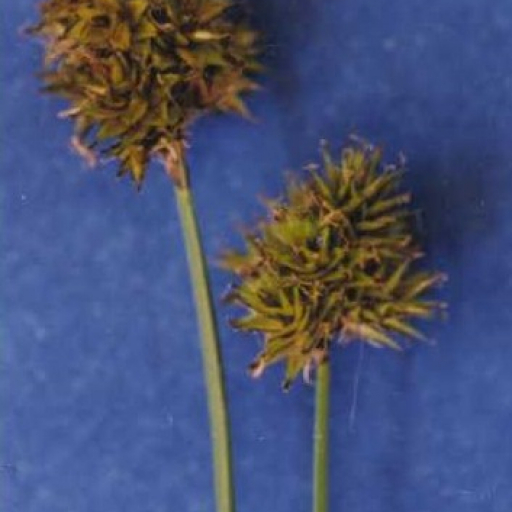 Small-Wing Sedge (Carex Microptera) Care Guide: Water, Soil ...