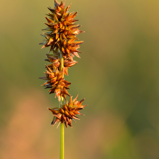 Prickly Sedge (Carex Muricata) Plant Care & How to Grow, Water