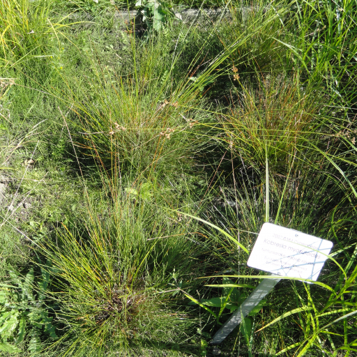 Pacific Bog Sedge (Carex Myosuroides) Care Guide: Water, Soil ...