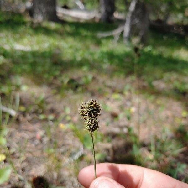Close-Headed Alpine Sedge (Carex Norvegica) Plant Care & How to Grow, Water