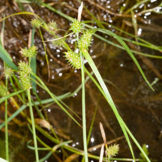 Common & Small-Fruited Yellow-Sedge (Carex Oederi) Care Guide: Water ...