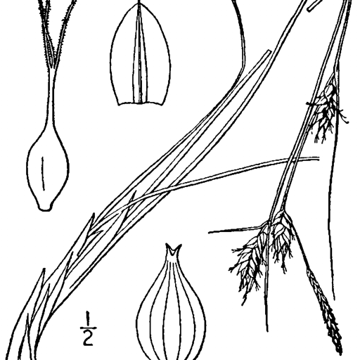 Few-Seed Sedge (Carex Oligosperma) Plant Care & How to Grow, Water