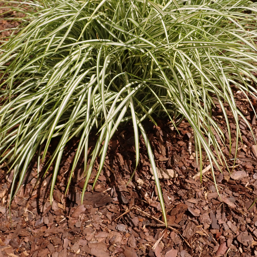 Bird-Foot Sedge (Carex Ornithopoda) Plant Care & How to Grow, Water