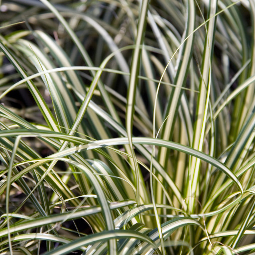 Striped Weeping Sedge (Carex Oshimensis) Care Guide: Water, Soil ...